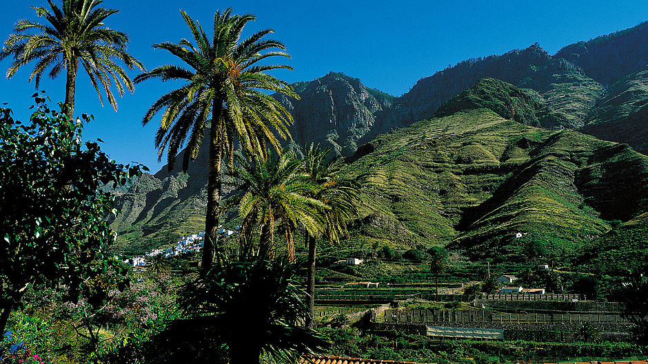 El mágico mundo verde de Gran Canaria / Blog Gran Canaria